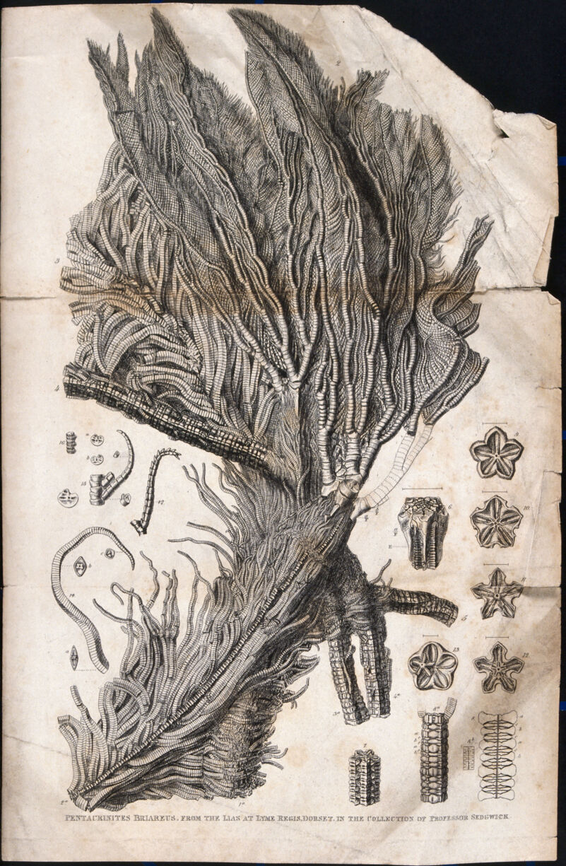 Petrification of a marine animal, an encrinite or fossil crinoid ...