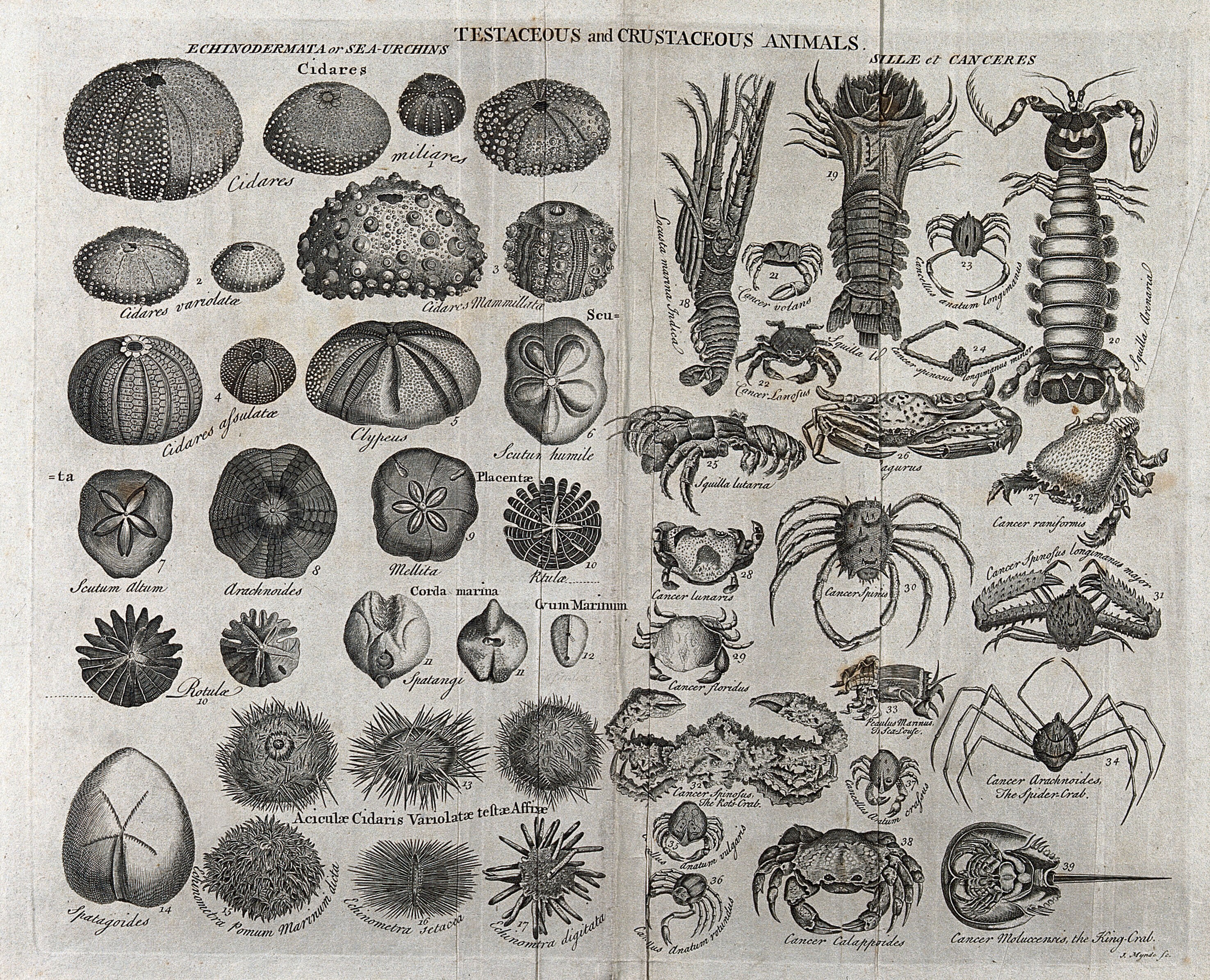 Various testaceous and crustaceous animals, including sea urchins and ...