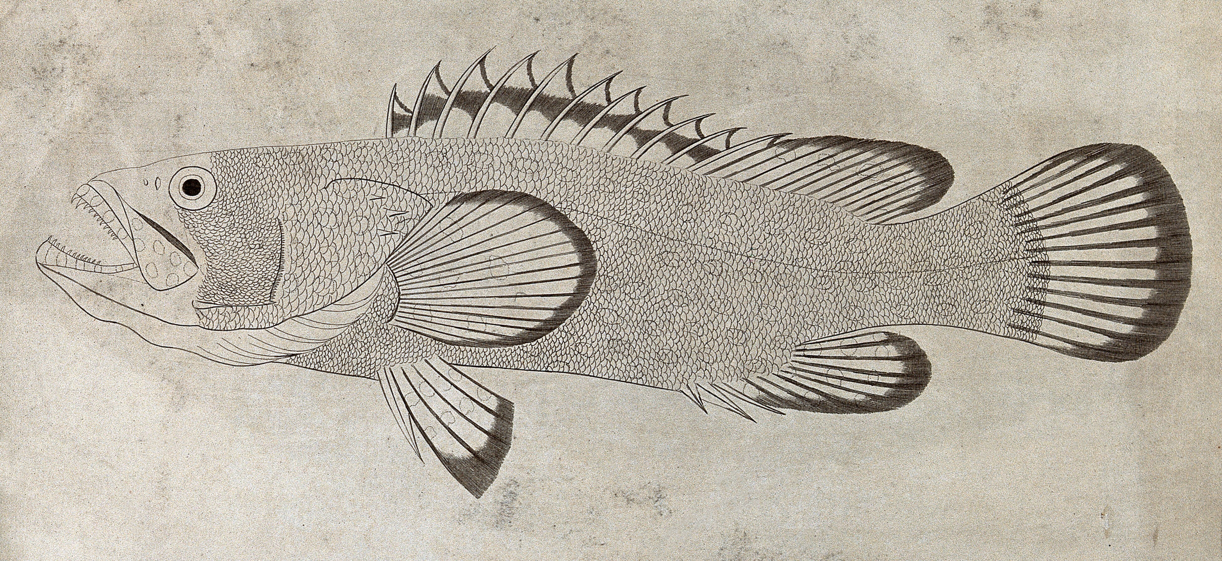 A fish with spikes. Etching. | Wellcome Collection