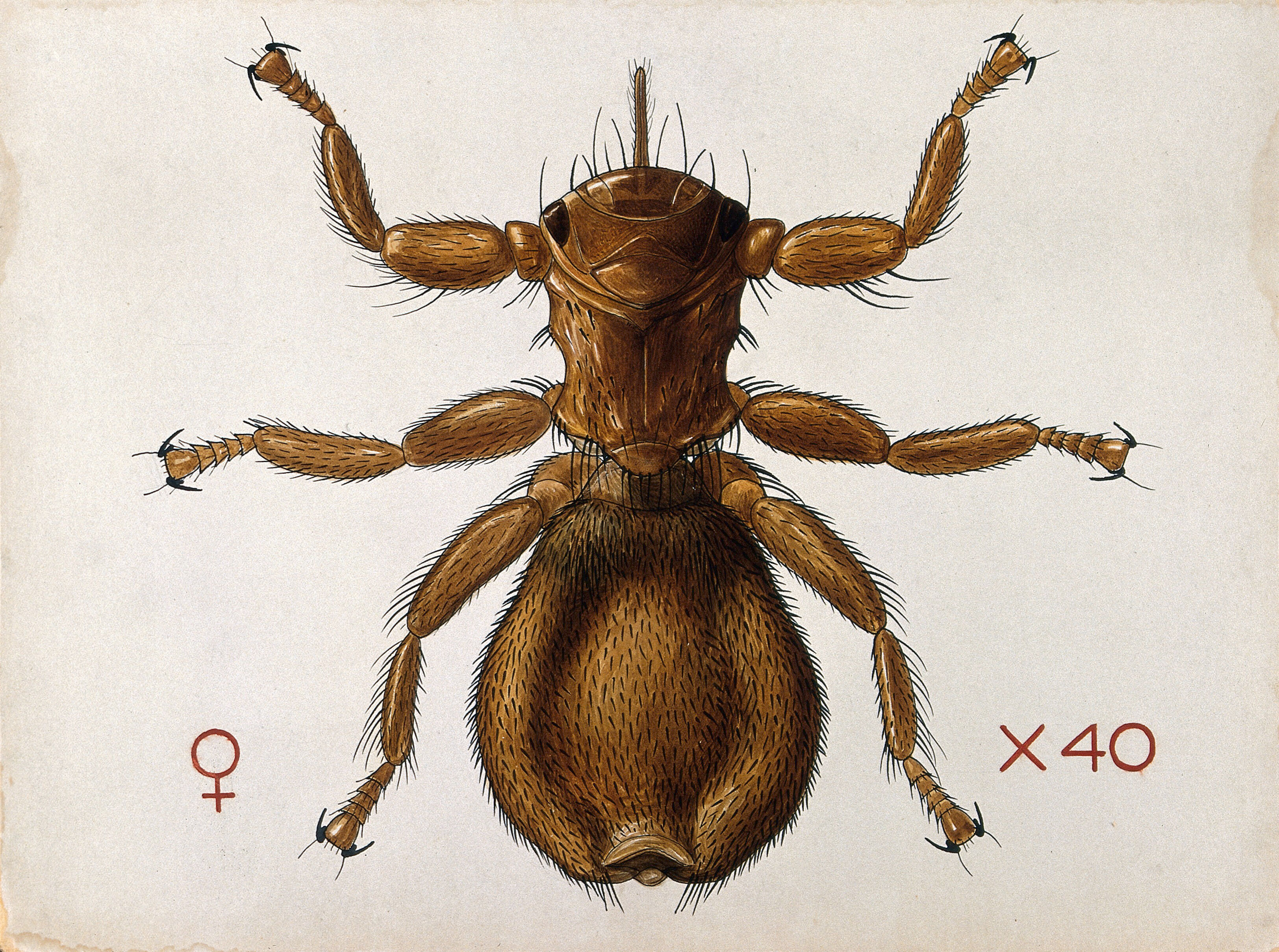 A wingless sheep fly (Melophagus ovinus). Coloured drawing by A.J.E ...