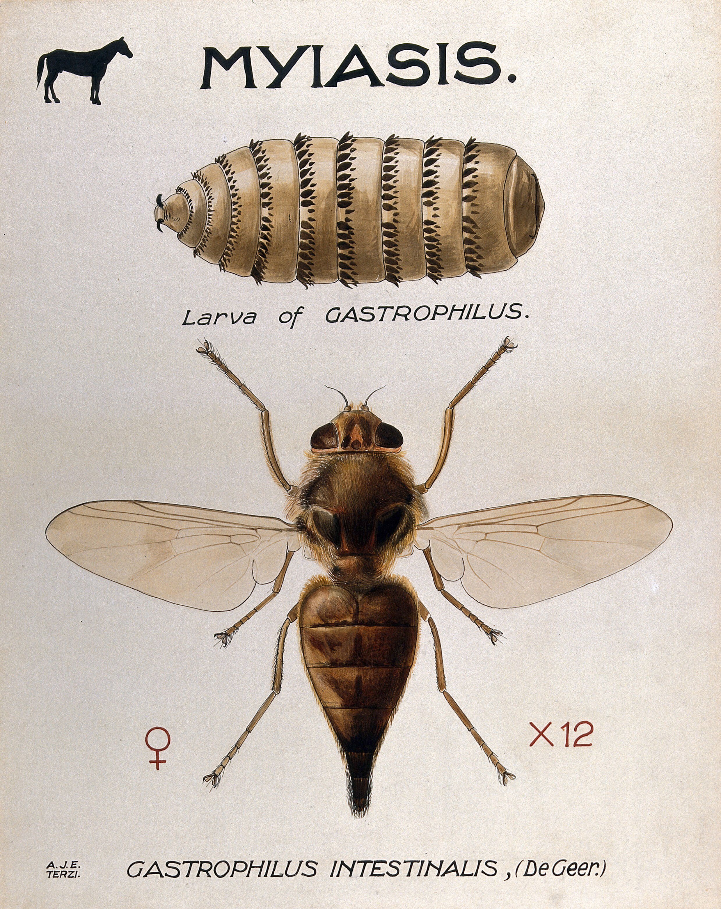 The larva and fly of a horse botfly (Gastrophilus intestinalis ...