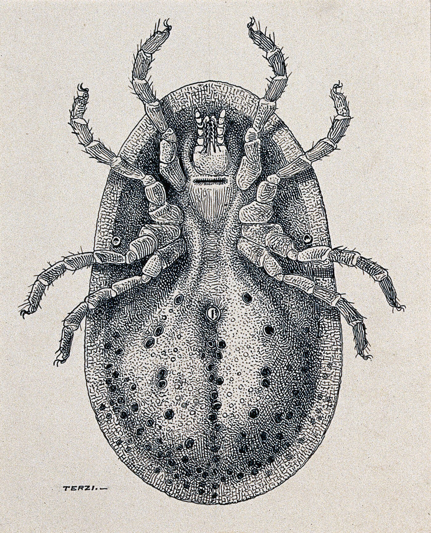 Argas Persicus