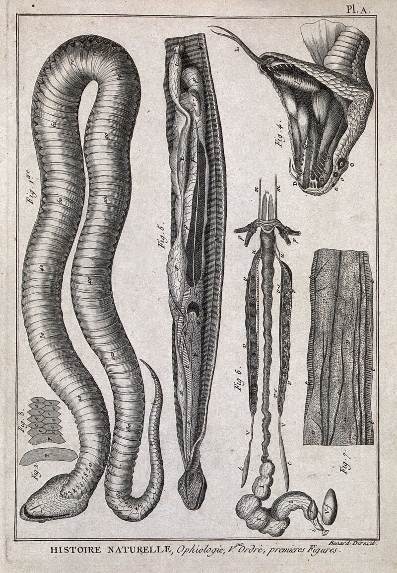 Snake anatomy: ventral view of snake with scales; ventral view of ...
