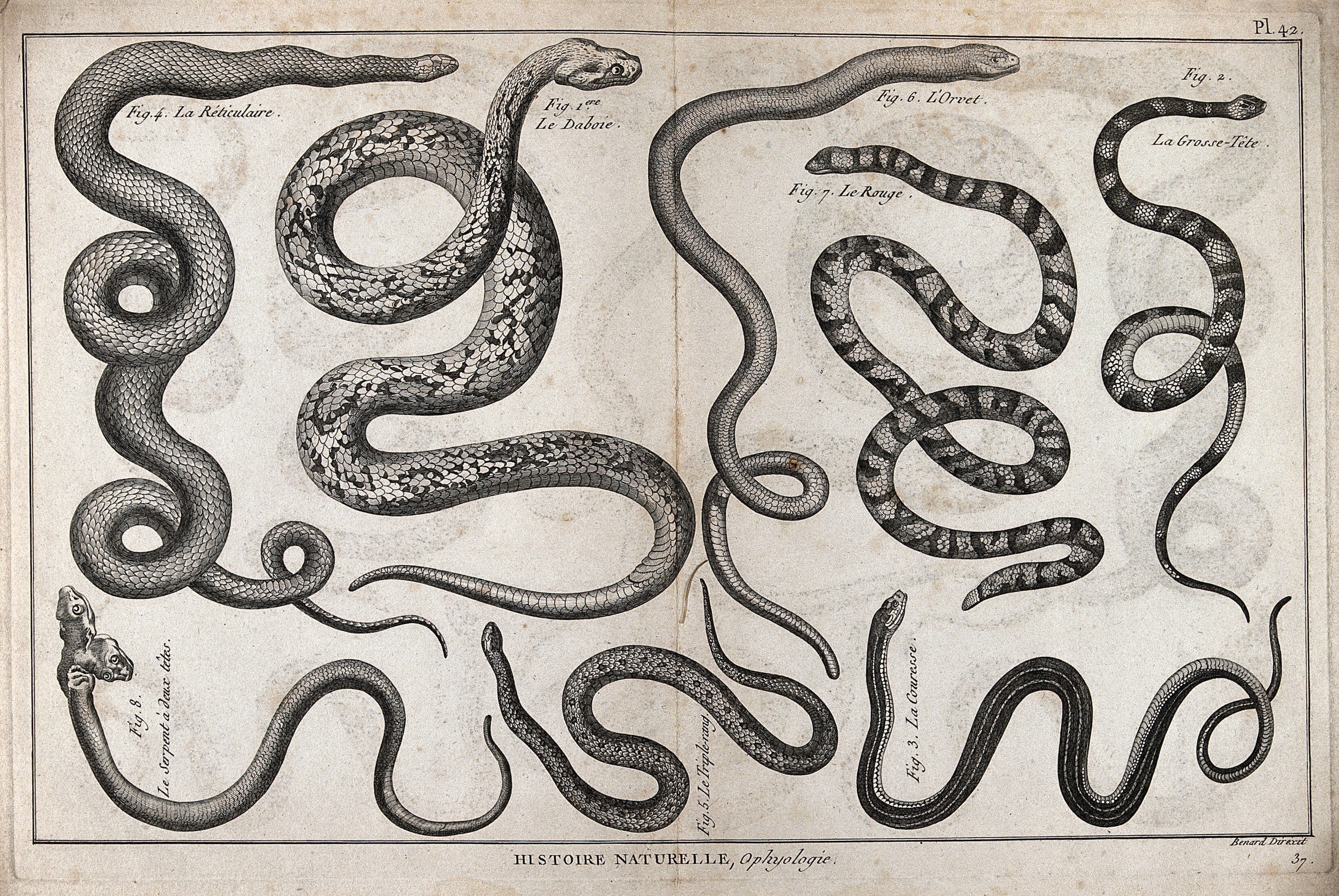 Eight snakes, including a reticulated python, a slow worm, a thirst ...