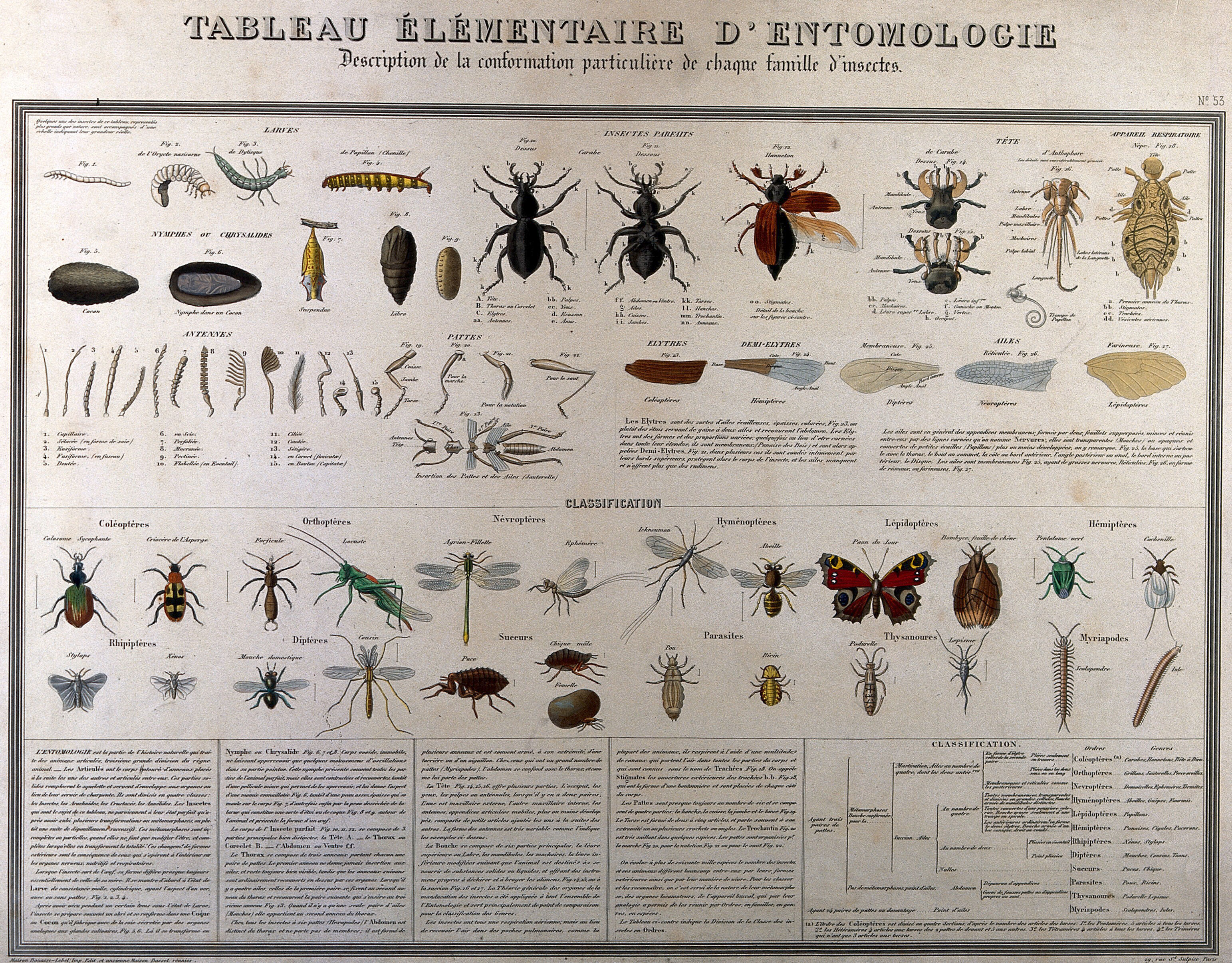 Insects: classified varieties and stages of development, including ...
