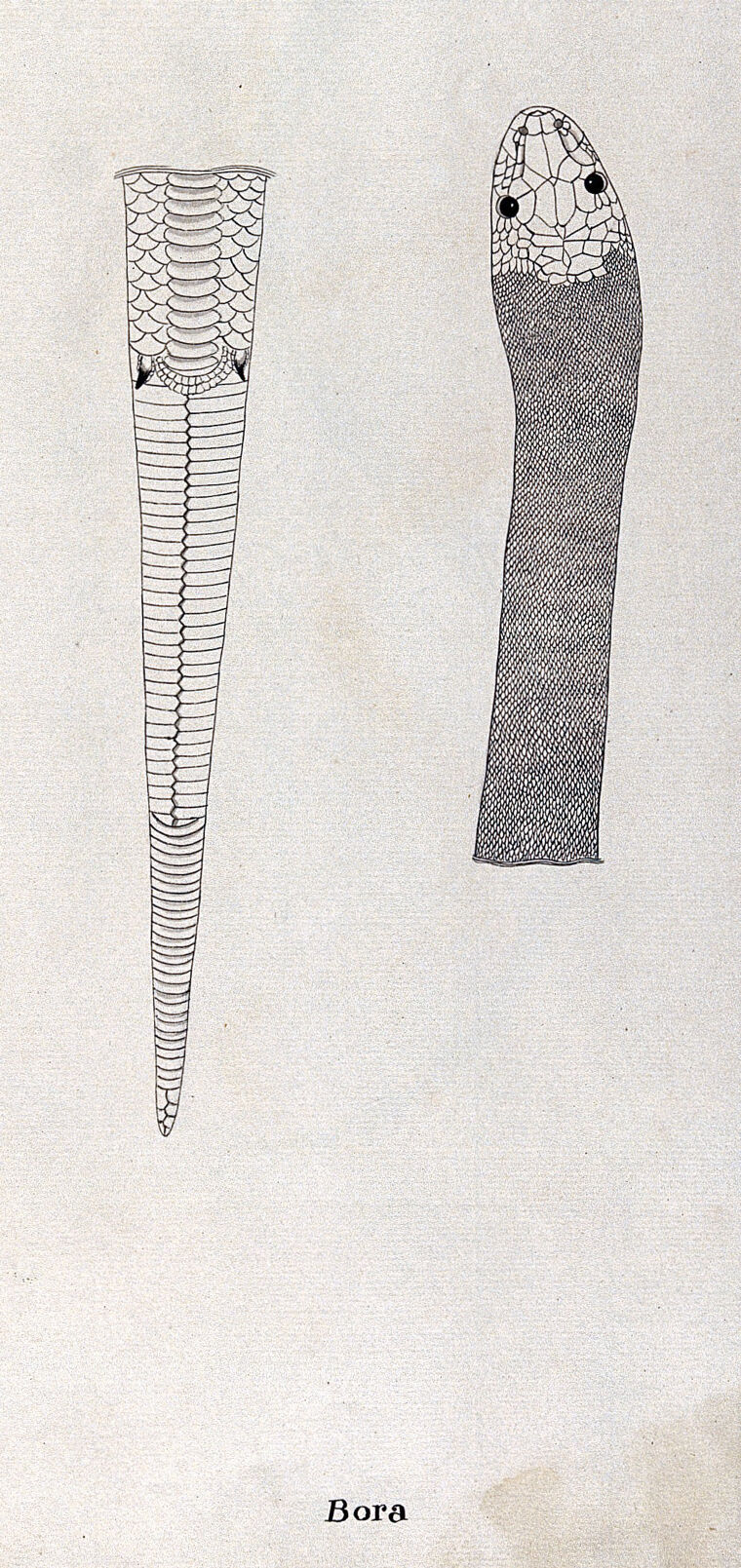 A snake: two outline drawings, one showing the head and the other the ...