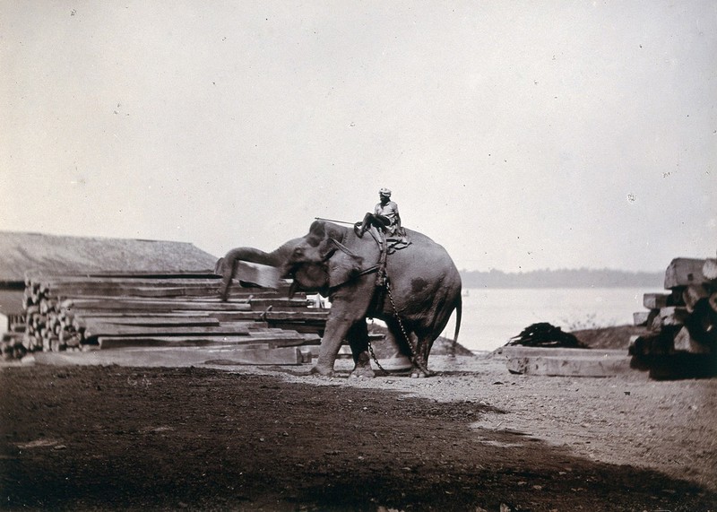 India: a man seated on an elephant by the banks of a river. Photograph ...