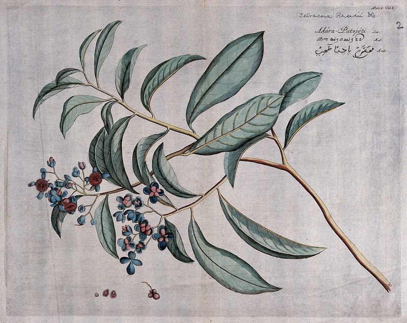 Tetracera laevis Vahl: branch with flowers and fruit, separate fruit ...