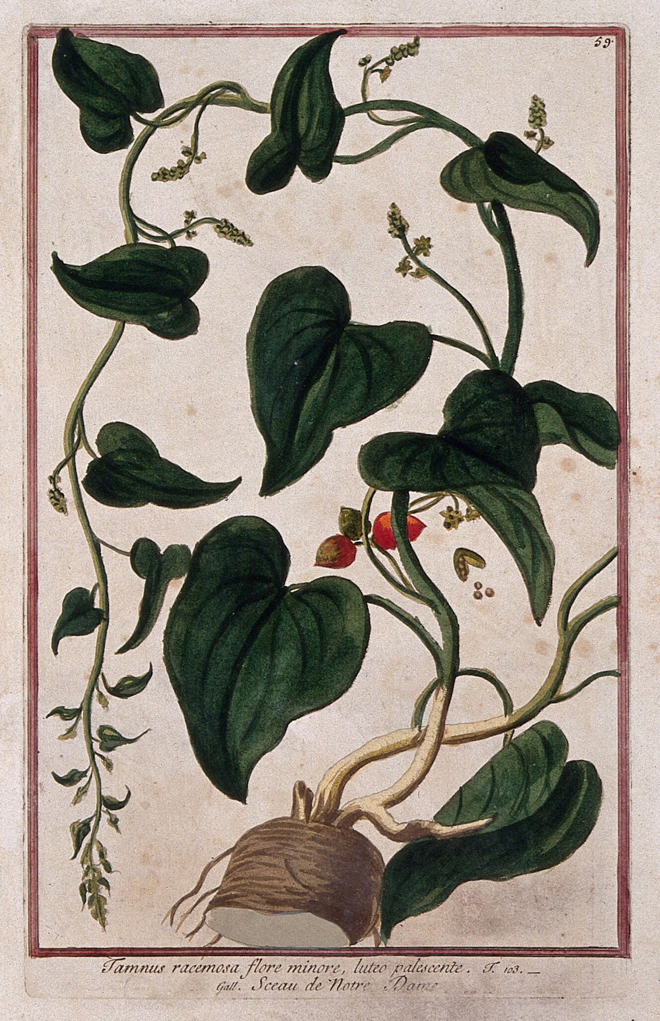 Black bryony (Tamus communis L.): flowering and fruiting plant with ...