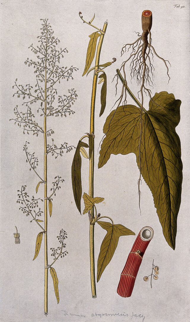 Spanish Rhubarb Dock Rumex Abyssinicus Jacq Two Sections Of The Spanish Rhubarb Dock Rumex Abyssinicus Jacq Two Sections Of The