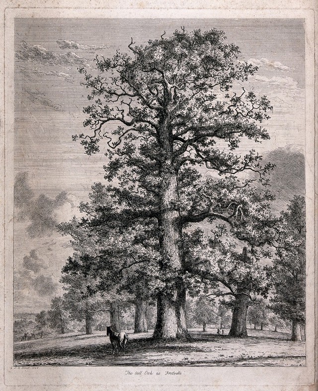 A tall oak tree (Quercus robur L.) sheltering a horse in Fredville Park ...