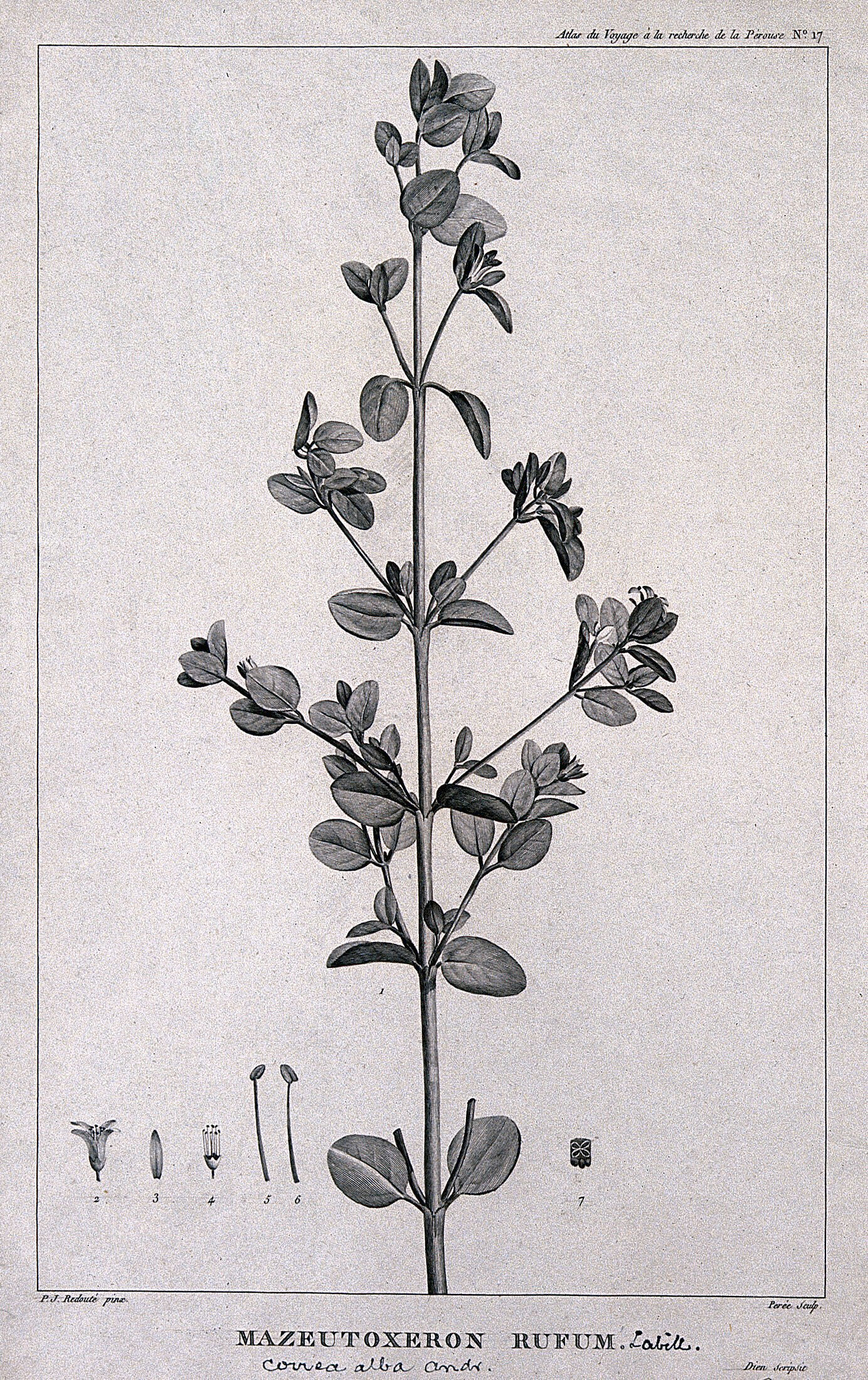 Australian fuchsia (Correa alba Andrews): flowering stem with floral ...