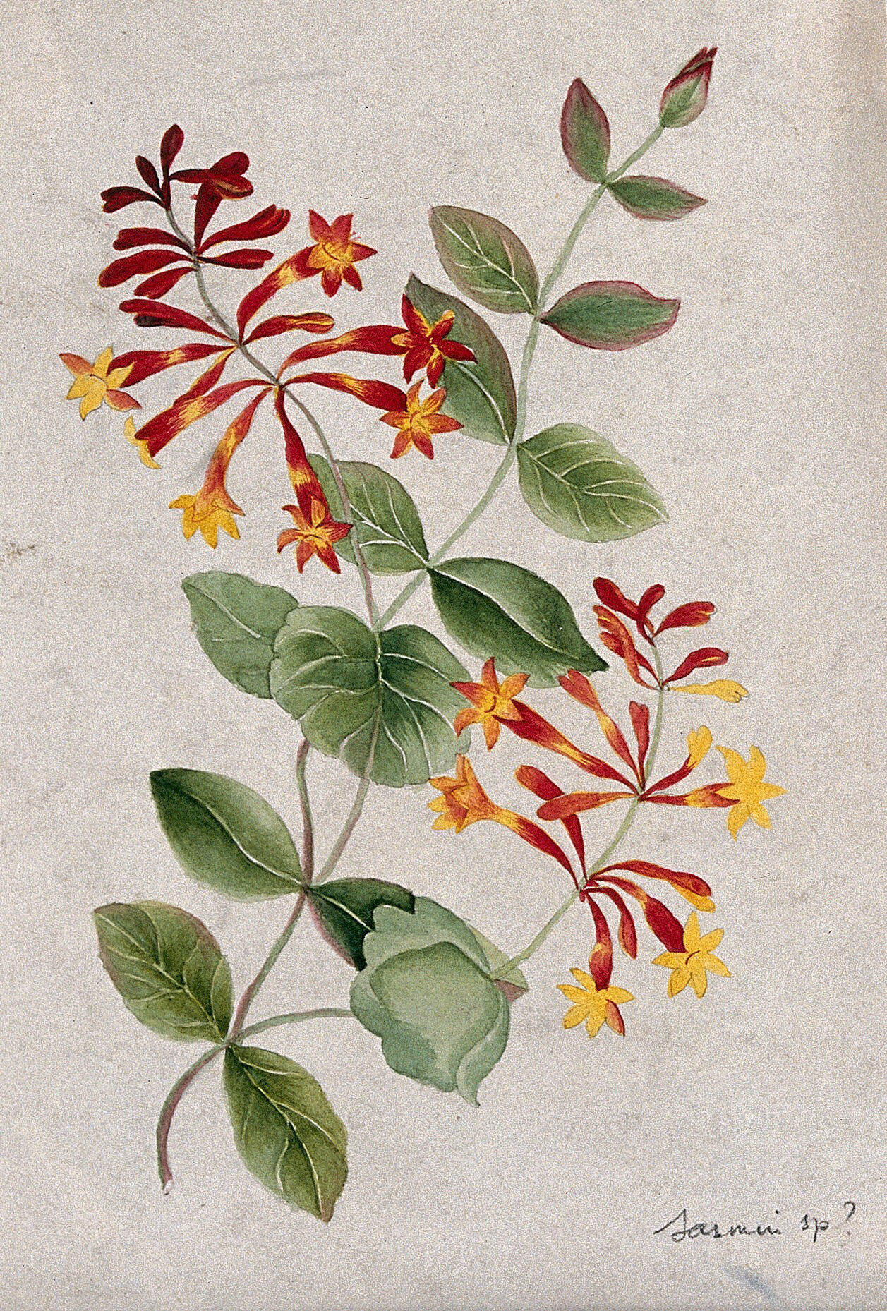 Jasmine (Jasminum species): flowering stem. Watercolour. | Wellcome ...