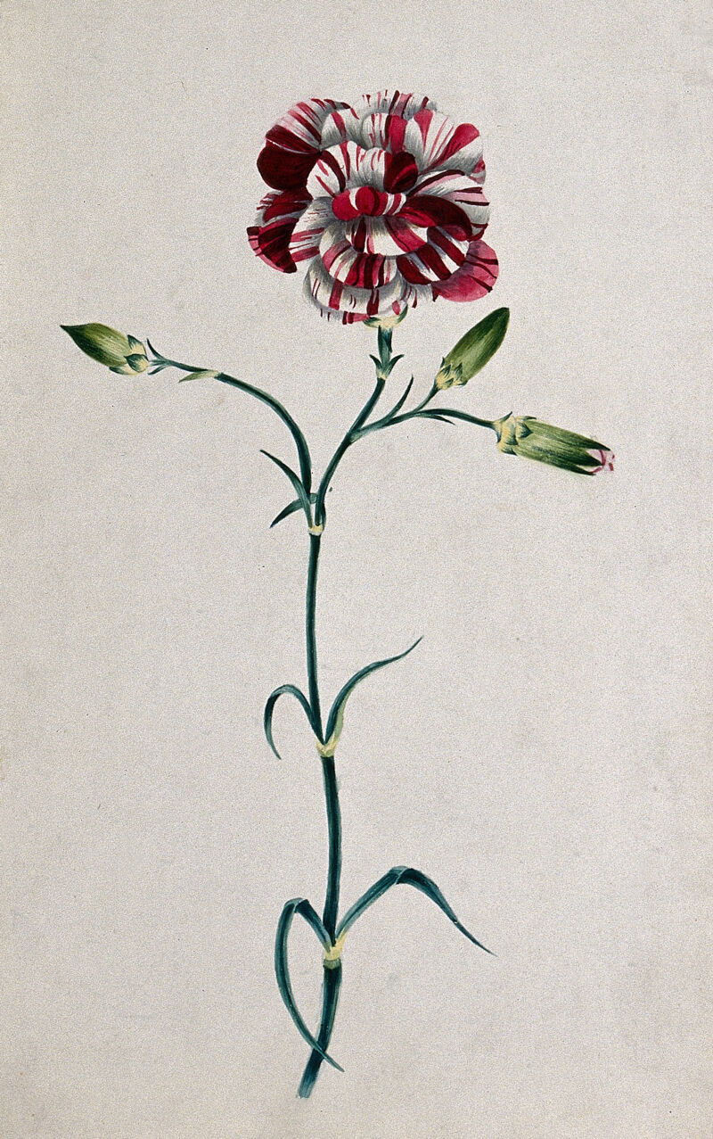 Striped red carnation Dianthus species flowering stem. Watercolour. Wellcome Collection