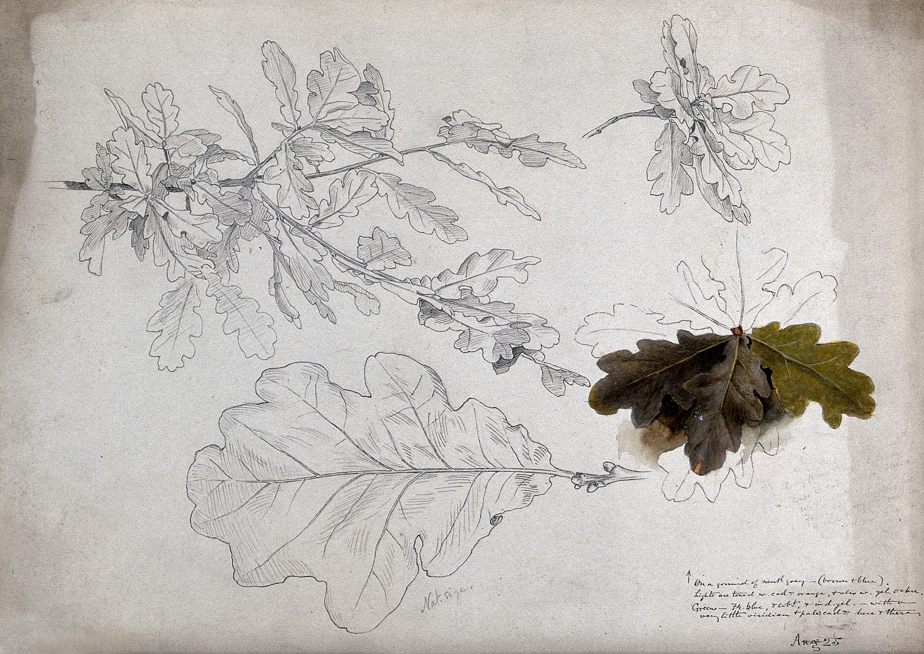Oak (Quercus species): leaves and twigs. Pen drawing, partially ...