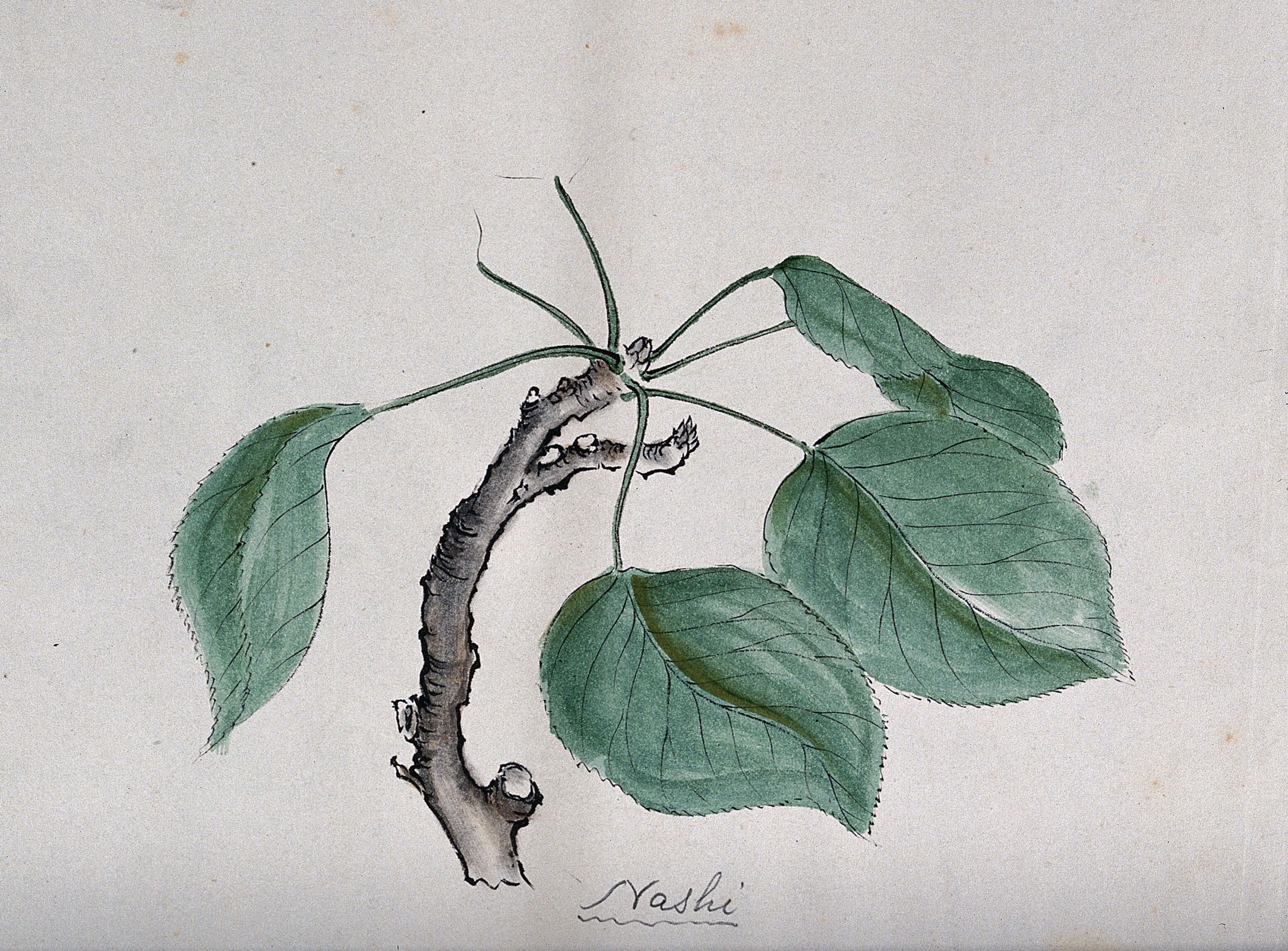 Pear Pen And Ink Illustration