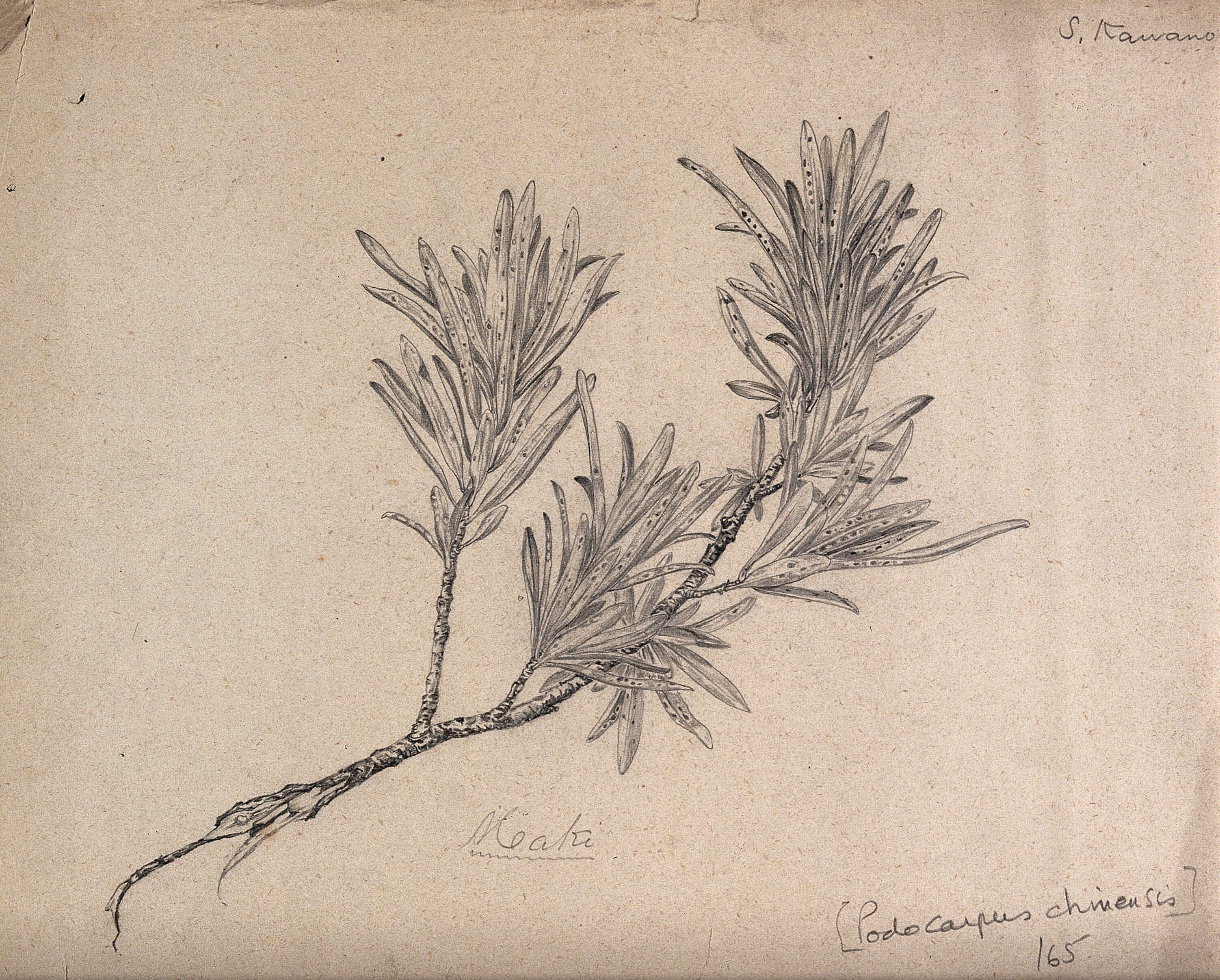 White pine (Podocarpus chinensis): branch with leaves. Pencil drawing ...