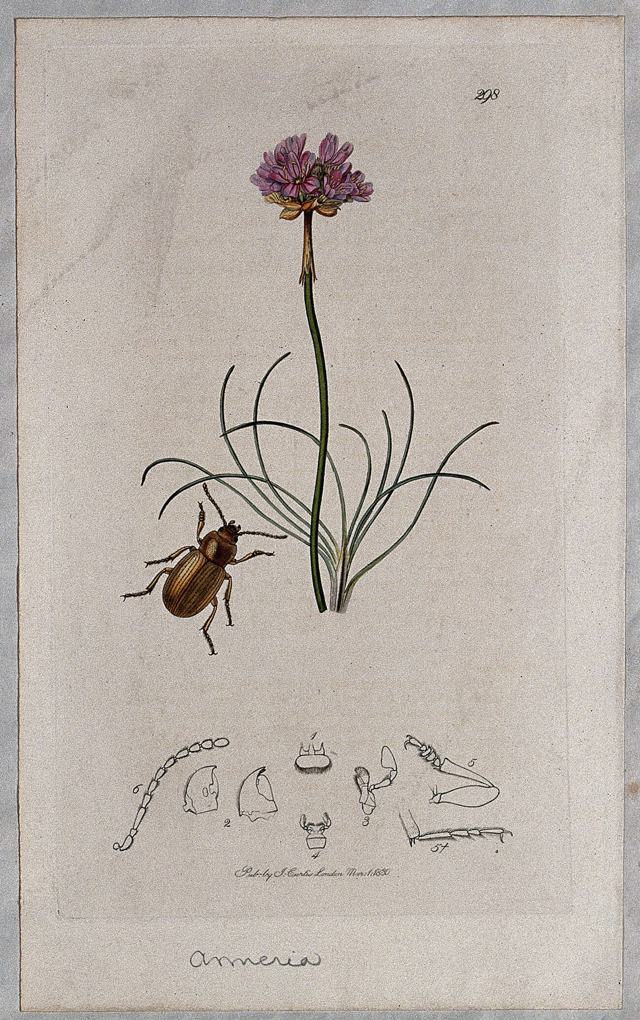 Thrift flower (Armeria species) with an associated insect and its ...