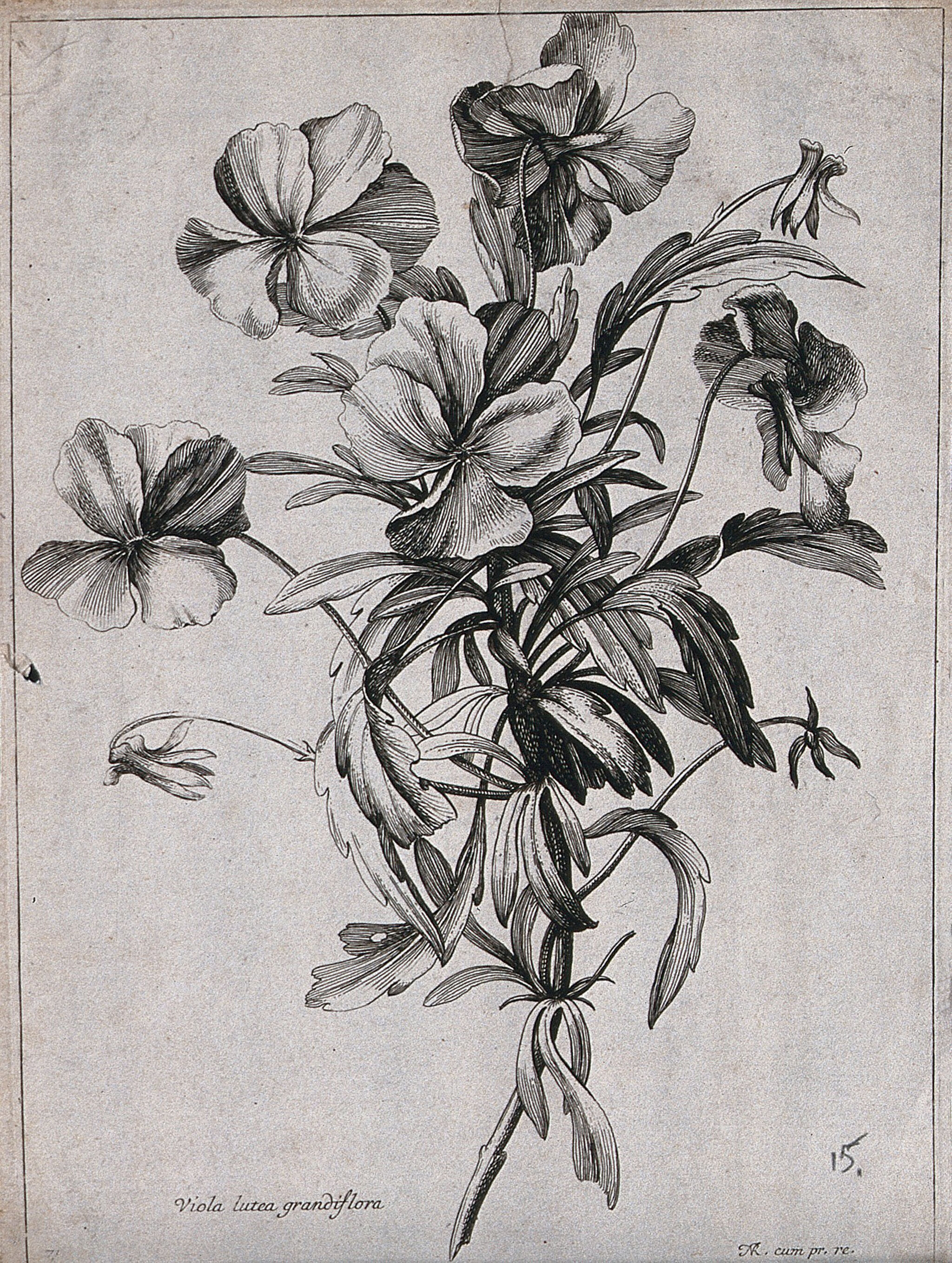 A violet (Viola lutea): flowering stem. Etching by N. Robert, c. 1660 ...