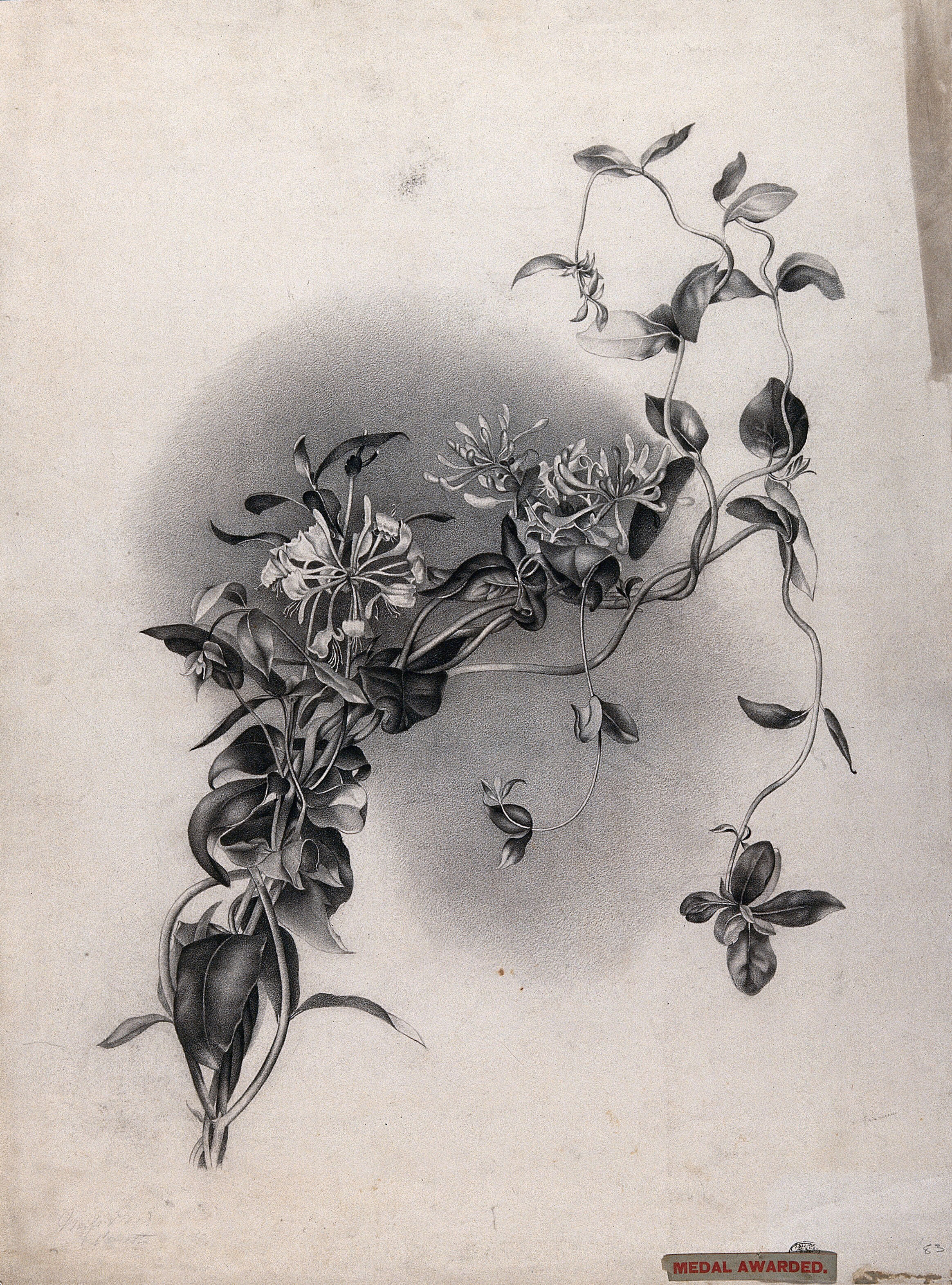 Flower Vine Drawings In Pencil
