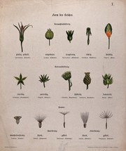 Fifteen examples of different types of flower calyx, including five ...