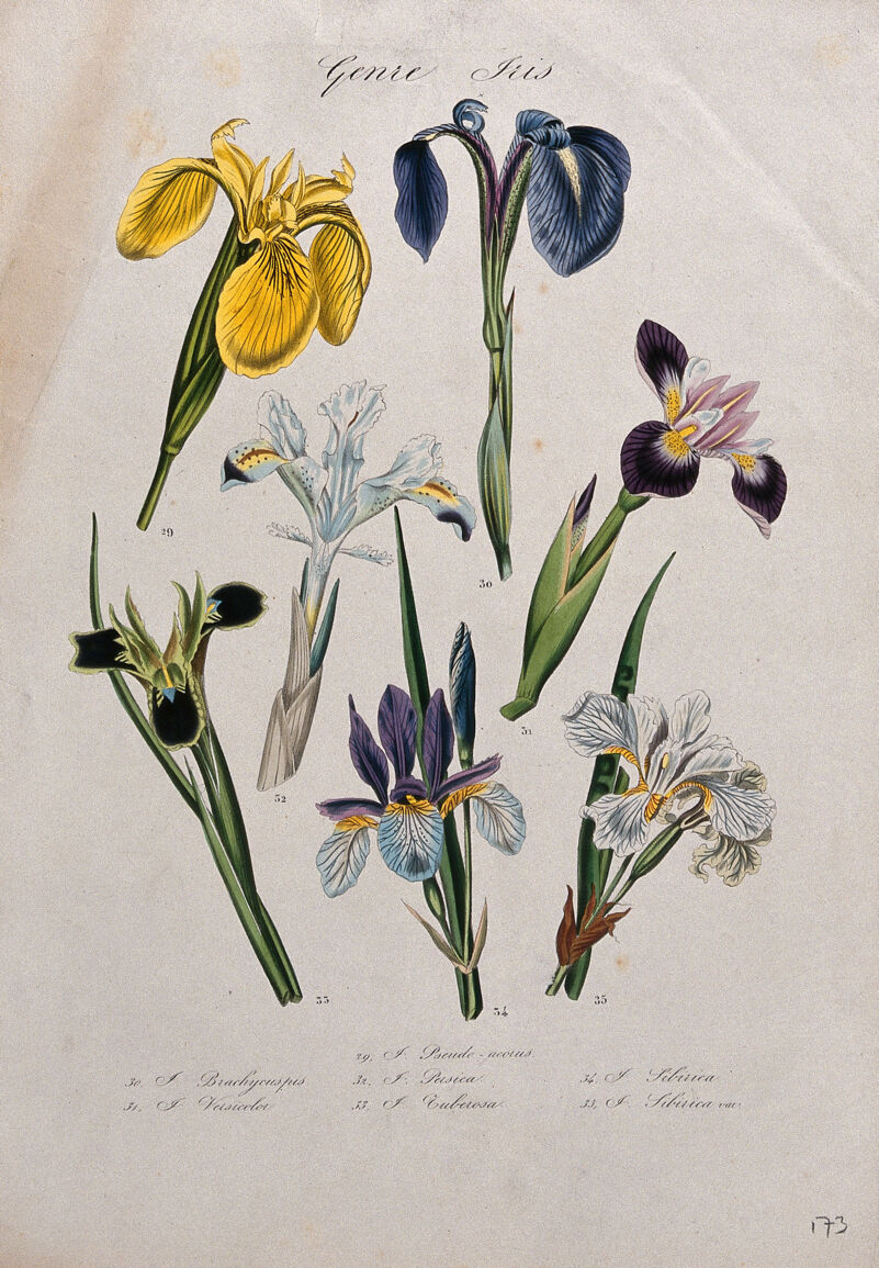 Seven types of iris (Iris species): flowering stems. Coloured ...