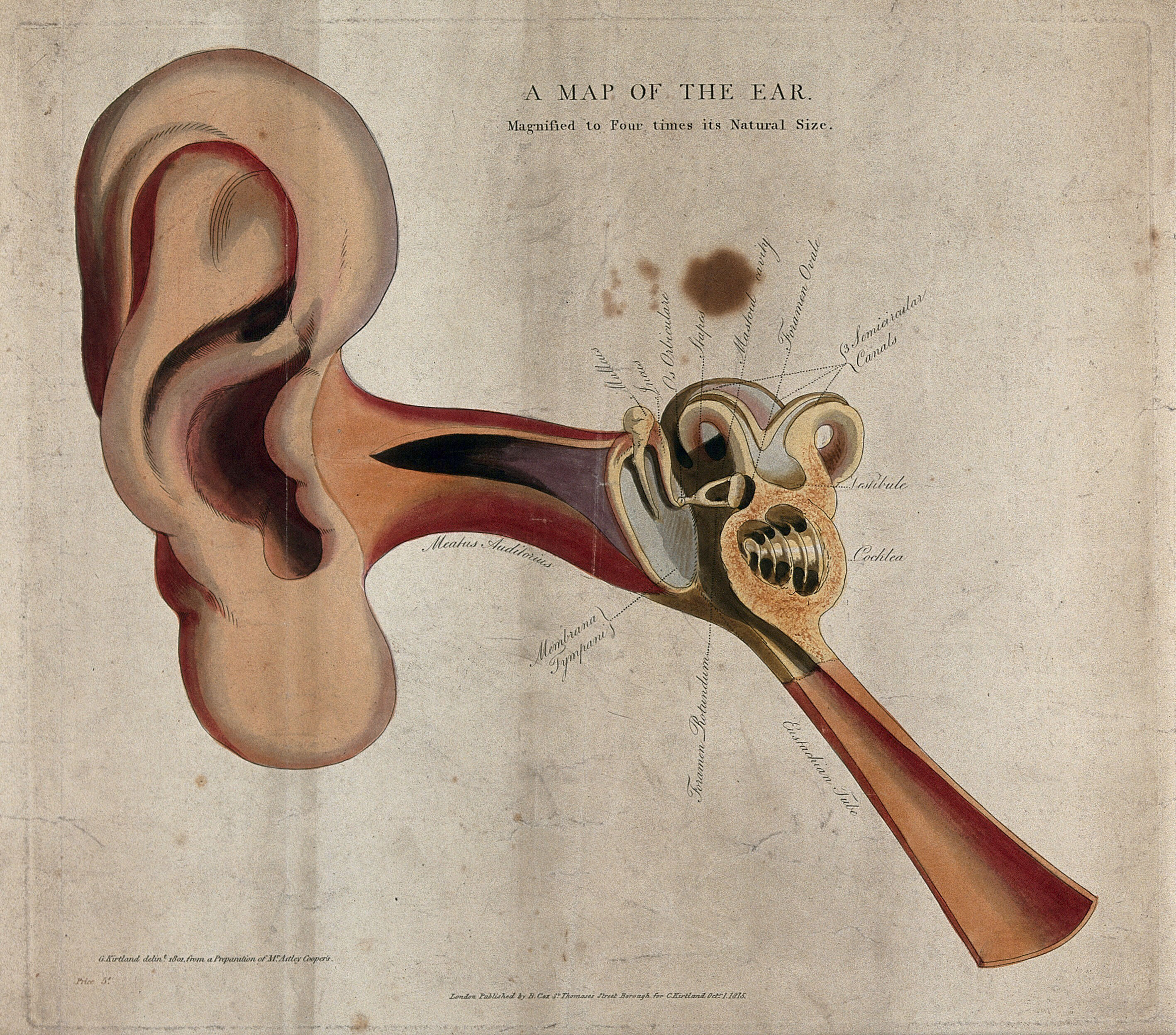 Ear Parts ear-parts