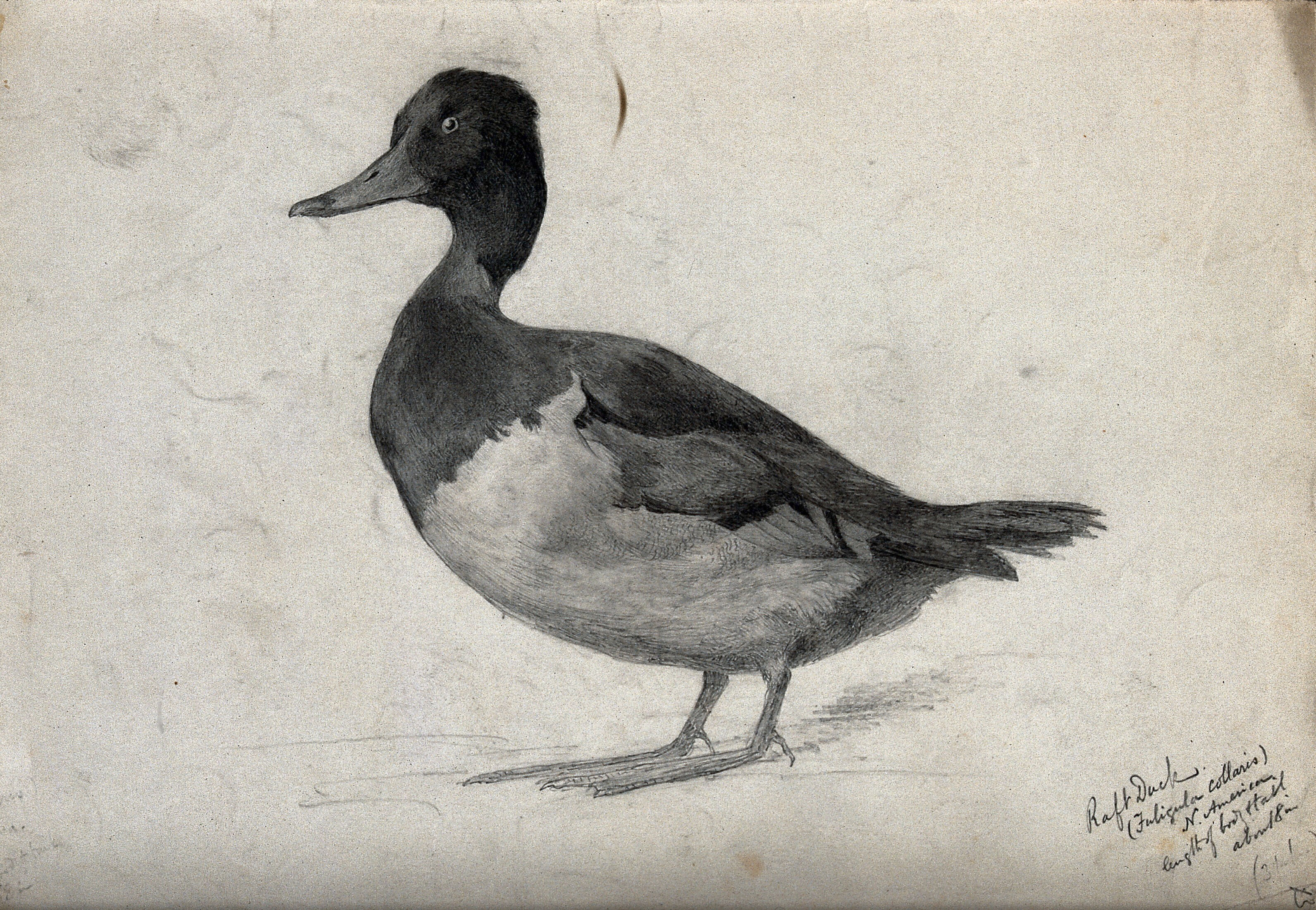 Raft duck. Drawing. | Wellcome Collection